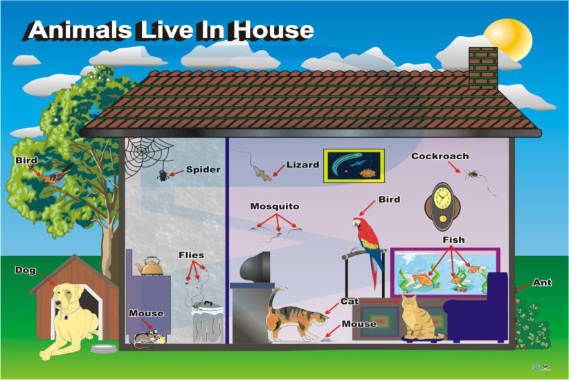 Animals Live In House - Progressive Scientific Sdn. Bhd.