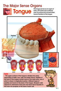 The Major Sense Organs (tongue) - Progressive Scientific Sdn. Bhd.