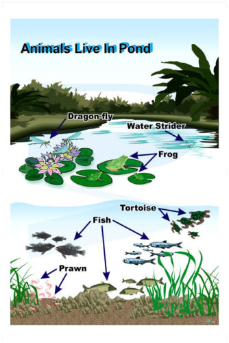Animals Live In Pond - Progressive Scientific Sdn. Bhd.