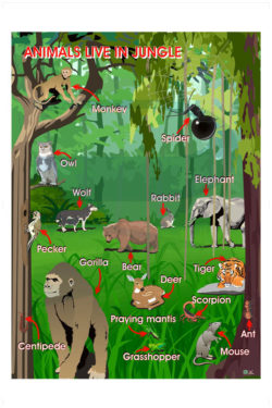 Animals Live In Jungle - Progressive Scientific Sdn. Bhd.