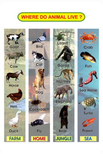 Where Do Animal Live - Progressive Scientific Sdn. Bhd.