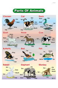 Parts Of Animals - Progressive Scientific Sdn. Bhd.