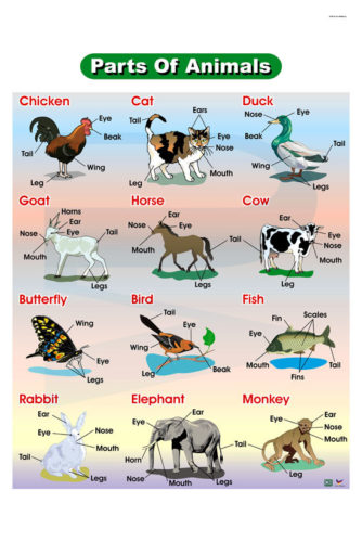 Parts Of Animals - Progressive Scientific Sdn. Bhd.