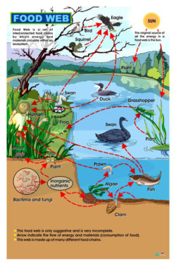 Food Web - Progressive Scientific Sdn. Bhd.