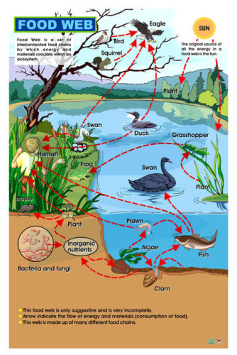 Food Web - Progressive Scientific Sdn. Bhd.