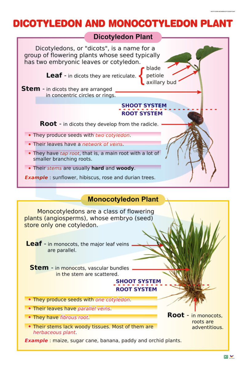 Dicotyledon And Monocotyledon Plant - Progressive Scientific Sdn. Bhd.