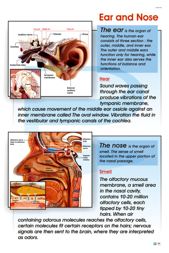 Ear and Nose - Progressive Scientific Sdn. Bhd.