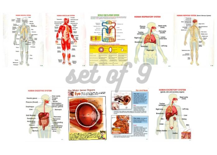 Chart Series, Human Physiology – Set of 9 - Progressive Scientific Sdn ...