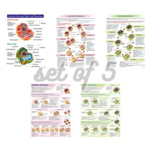 Chart Set, Cell Structure and Cell Division – Set of 5 - Progressive ...