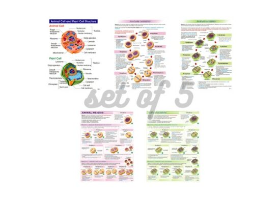 Chart Set, Cell Structure and Cell Division – Set of 5 - Progressive ...