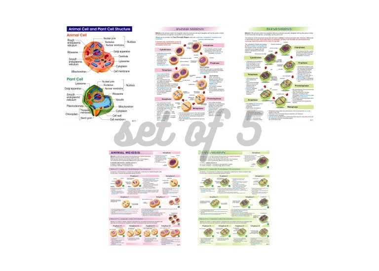 Chart Set, Cell Structure and Cell Division – Set of 5 - Progressive ...