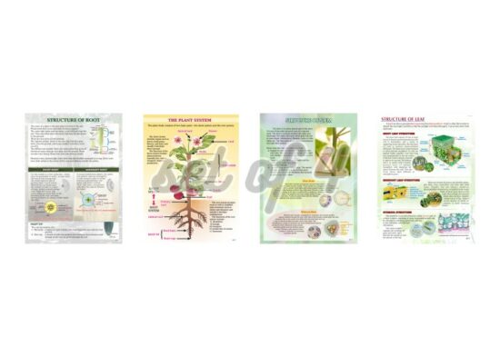 Charts, Plant Anatomy System – Set of 4 - Progressive Scientific Sdn. Bhd.