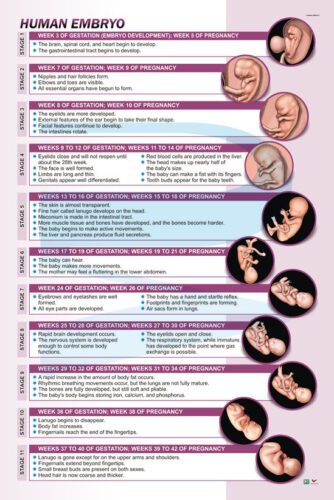 Human Embryo - Progressive Scientific Sdn. Bhd.