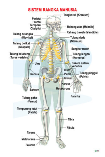 Sistem Rangka Manusia - Progressive Scientific Sdn. Bhd.