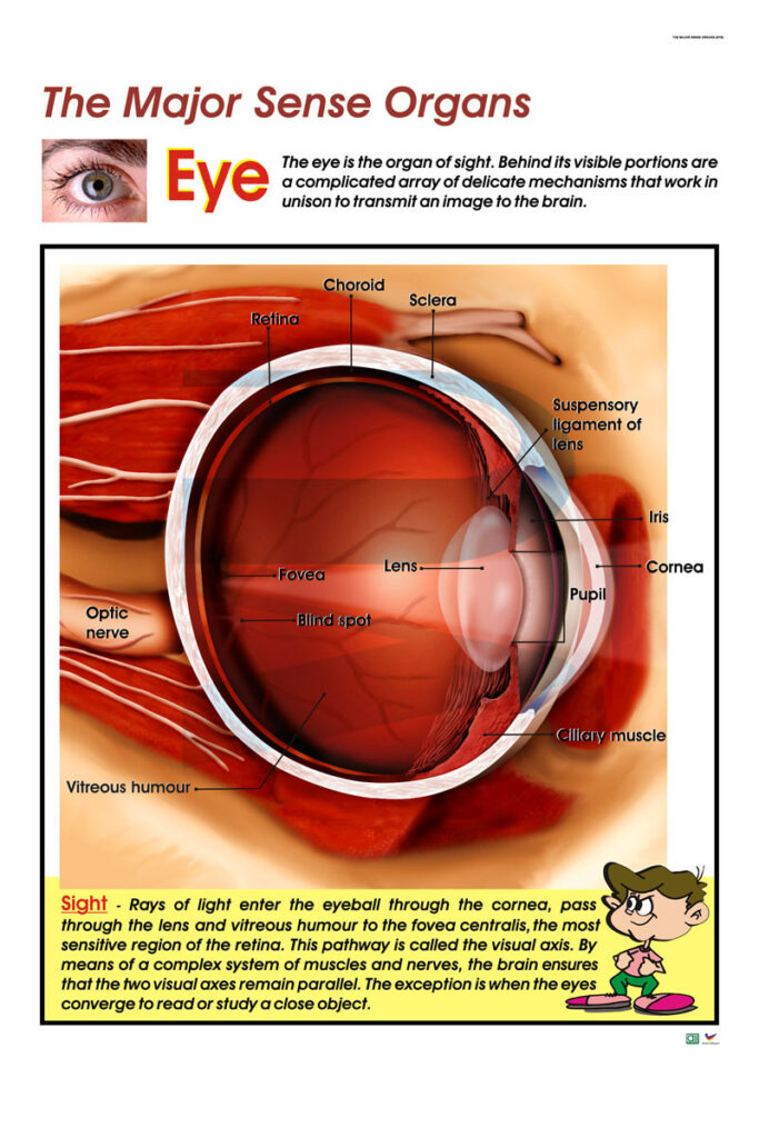 Chart Series, Human Physiology – Set of 9 - Progressive Scientific Sdn. Bhd.