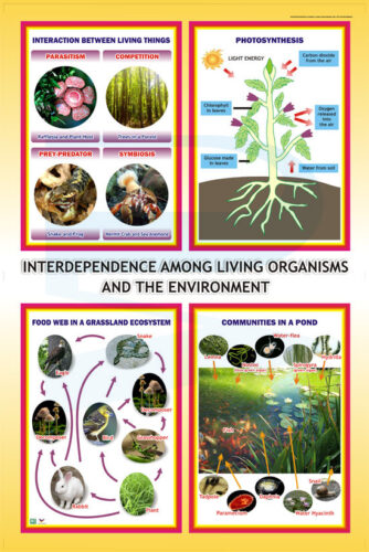 Interdependence Among Living Organisms And The Environment ...