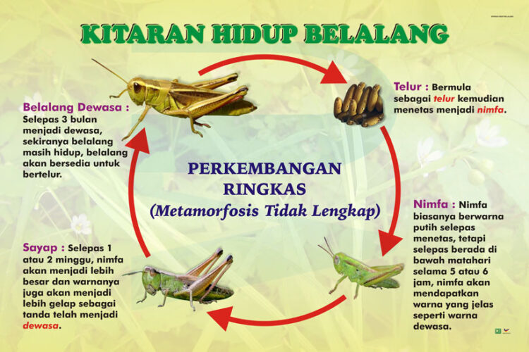 Kitaran Hidup Belalang - Progressive Scientific Sdn. Bhd.