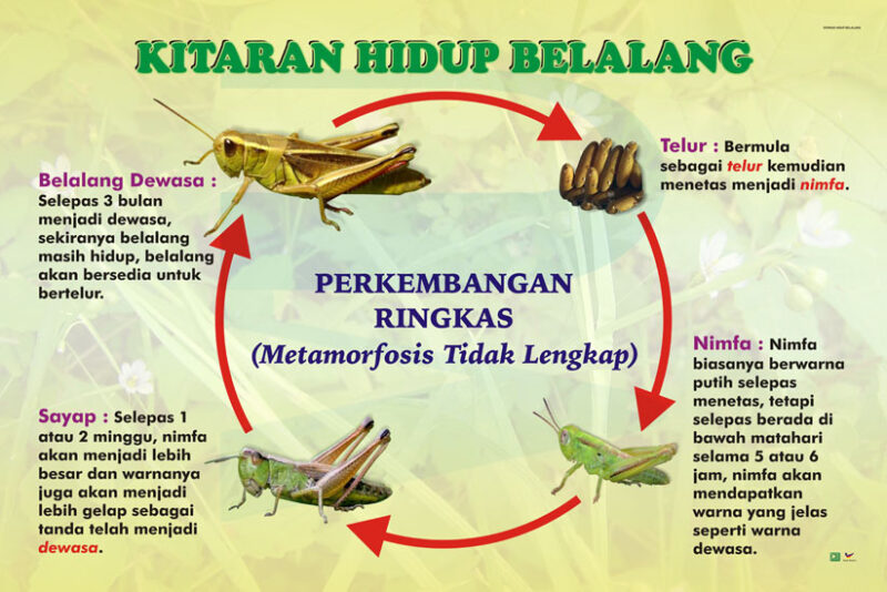 Kitaran Hidup Belalang - Progressive Scientific Sdn. Bhd.