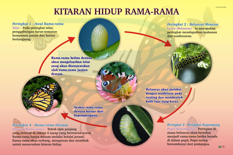 Kitaran Hidup Rama- Rama - Progressive Scientific Sdn. Bhd.