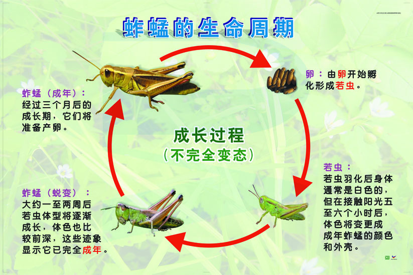 Grasshopper Life Cycle Insect Orders Insectsexplained