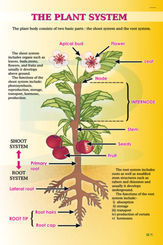 The Plant System - Progressive Scientific Sdn. Bhd.