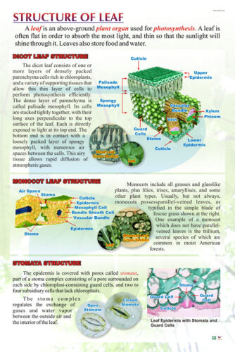 Structure Of Leaf - Progressive Scientific Sdn. Bhd.