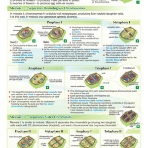 Chart Set, Cell Structure and Cell Division – Set of 5 - Progressive ...
