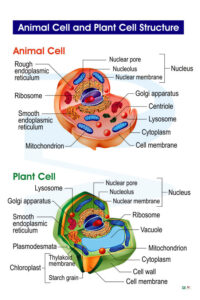 Chart Set, Cell Structure and Cell Division – Set of 5 - Progressive ...