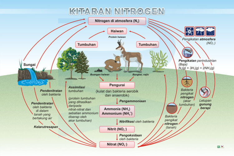 Kitaran Nitrogen - Progressive Scientific Sdn. Bhd.