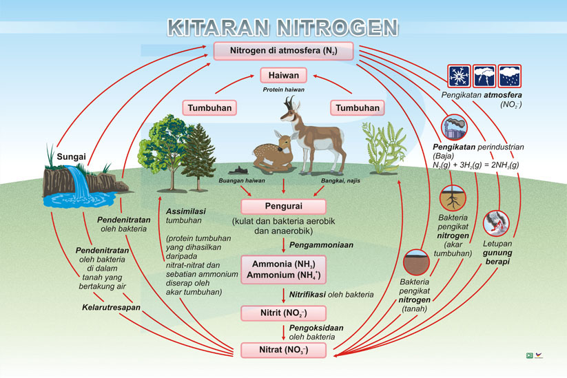 Kitaran Nitrogen - Progressive Scientific Sdn. Bhd.
