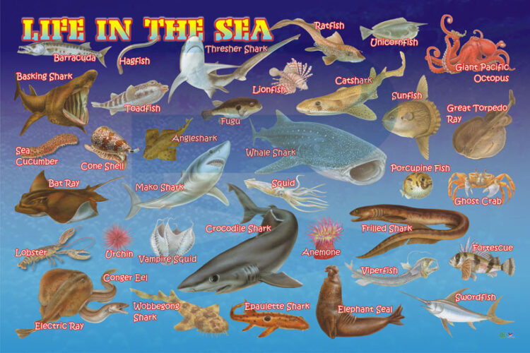 Life In The Sea - Progressive Scientific Sdn. Bhd.