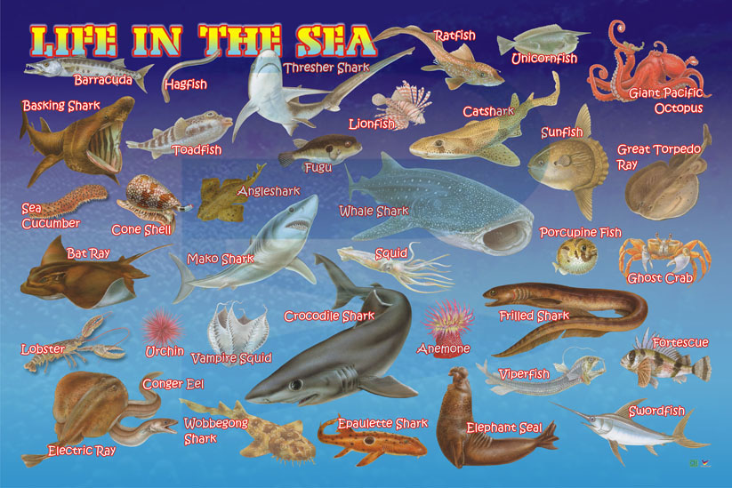 Life In The Sea - Progressive Scientific Sdn. Bhd.