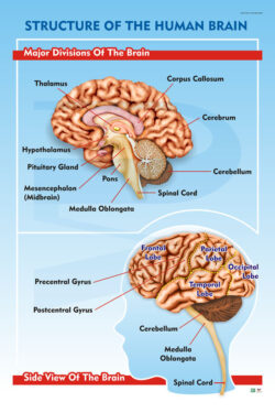 Structure Of The Human Brain - Progressive Scientific Sdn. Bhd.