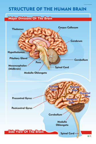 Structure Of The Human Brain - Progressive Scientific Sdn. Bhd.