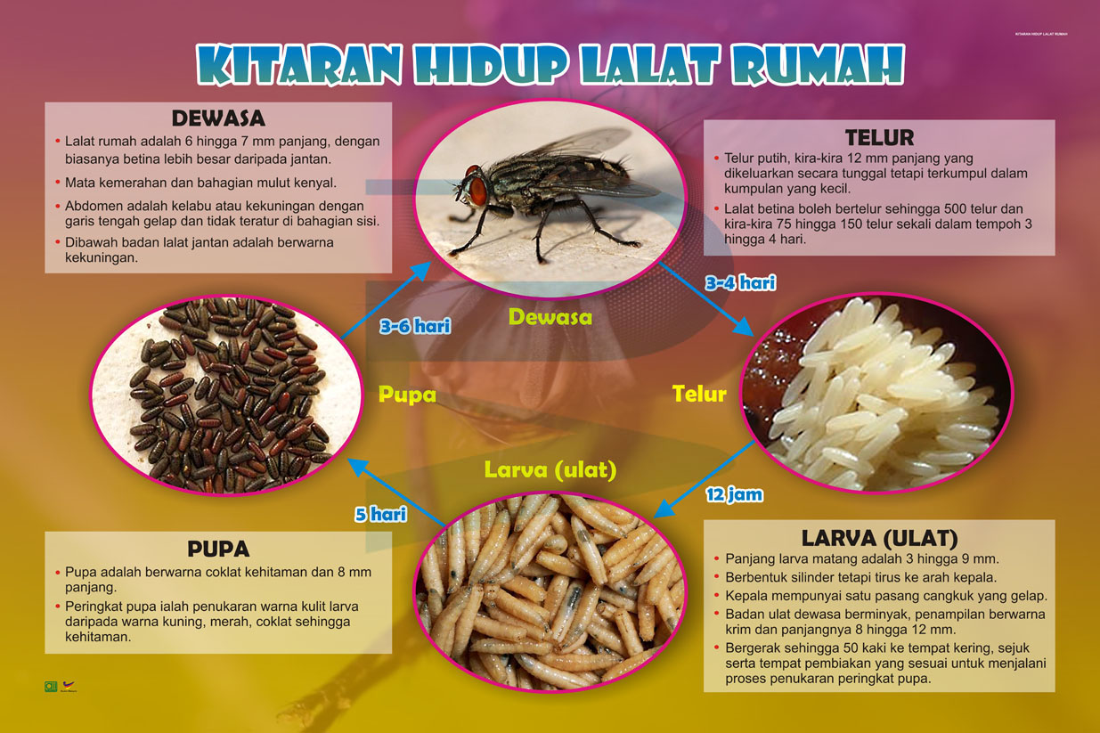 Kitaran Hidup Lalat Rumah - Progressive Scientific Sdn. Bhd.
