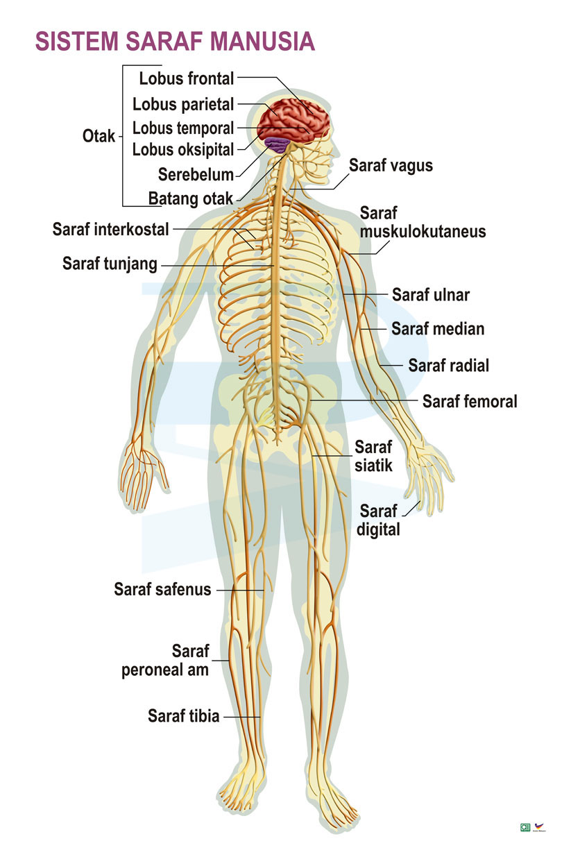 Sistem Saraf Manusia - Progressive Scientific Sdn. Bhd.
