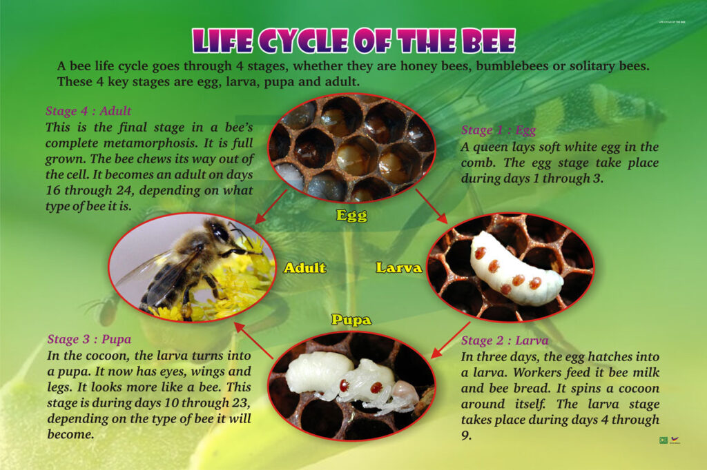 Life Cycle Of The Bee - Progressive Scientific Sdn. Bhd.