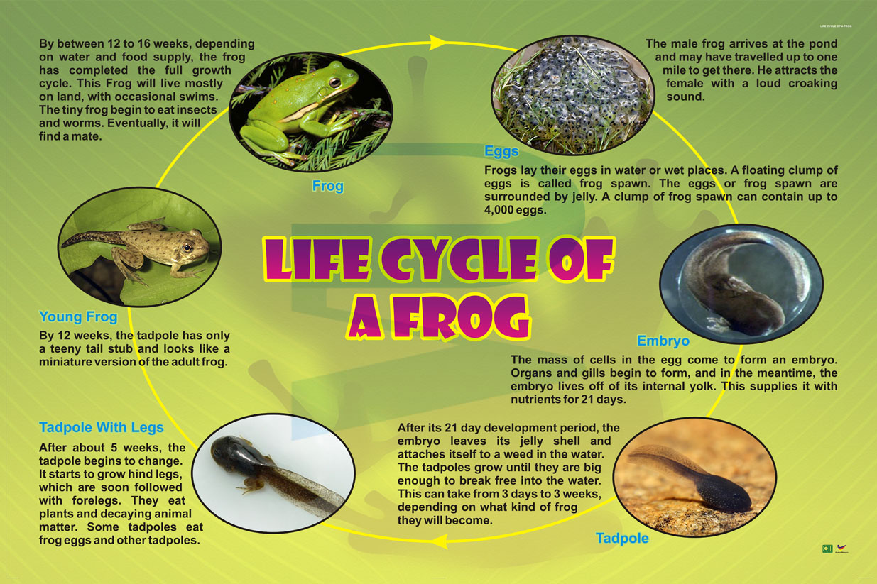 Life Cycle Of A Frog - Progressive Scientific Sdn. Bhd.