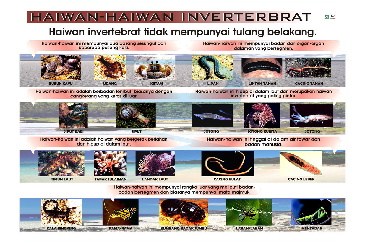 Haiwan-haiwan Invertebrat - Progressive Scientific Sdn. Bhd.