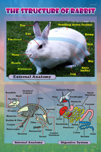 The Structure Of Rabbit - Progressive Scientific Sdn. Bhd.