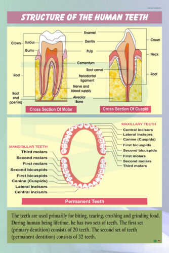 Structure Of The Human Teeth - Progressive Scientific Sdn. Bhd.