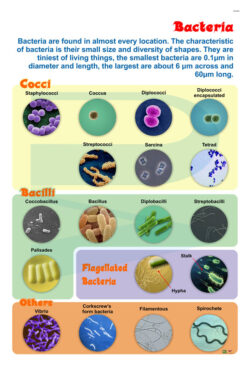 Bacteria - Progressive Scientific Sdn. Bhd.