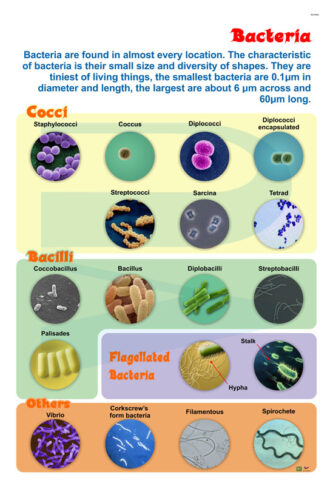 Bacteria - Progressive Scientific Sdn. Bhd.