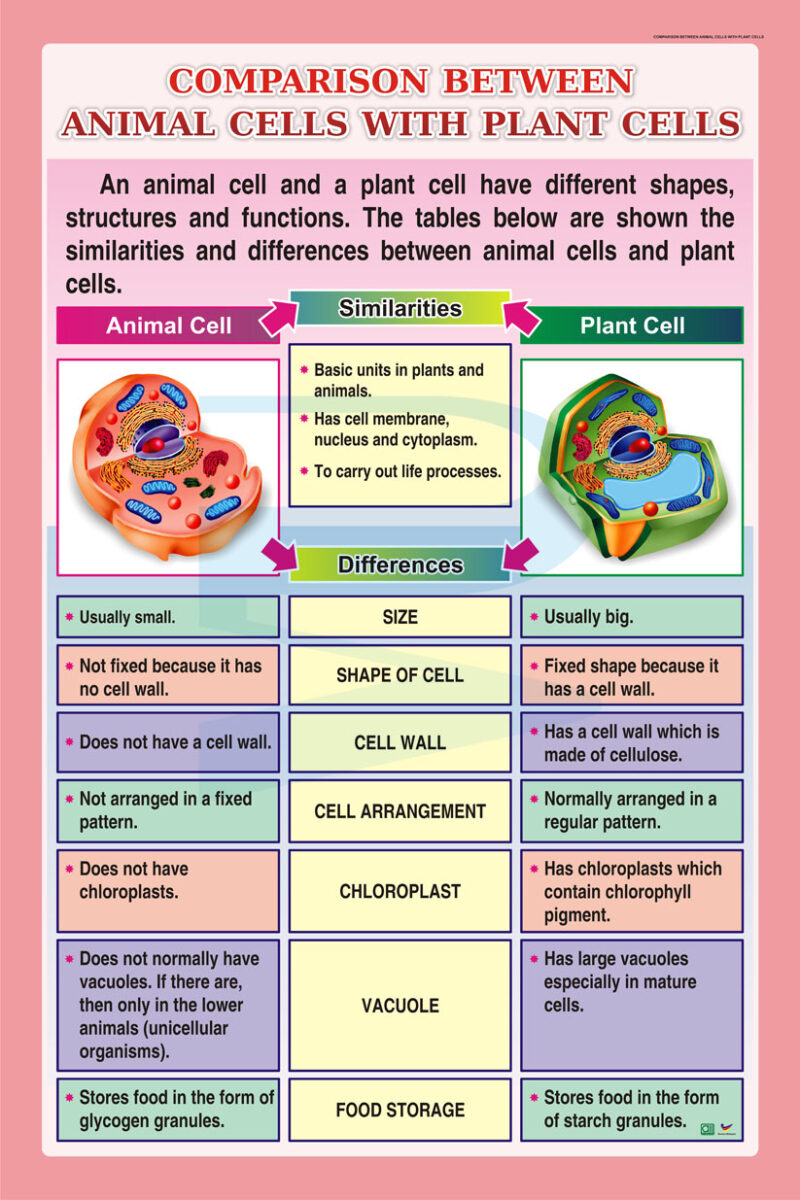 Comparison Between Animal Cells With Plant Cells - Progressive ...