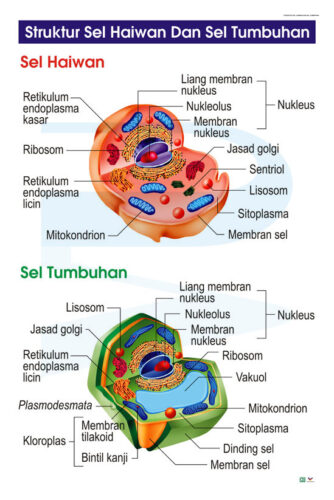 Struktur Sel Haiwan Dan Sel Tumbuhan - Progressive Scientific Sdn. Bhd.