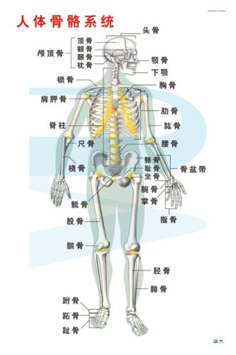 Human Skeletal System (BC) - Progressive Scientific Sdn. Bhd.