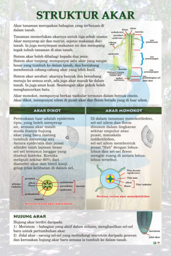 Struktur Akar - Progressive Scientific Sdn. Bhd.