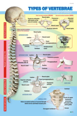 Types Of Vertebra - Progressive Scientific Sdn. Bhd.