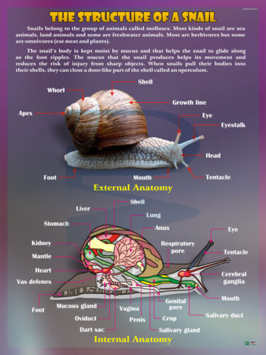 The Structure Of A Snail - Progressive Scientific Sdn. Bhd.