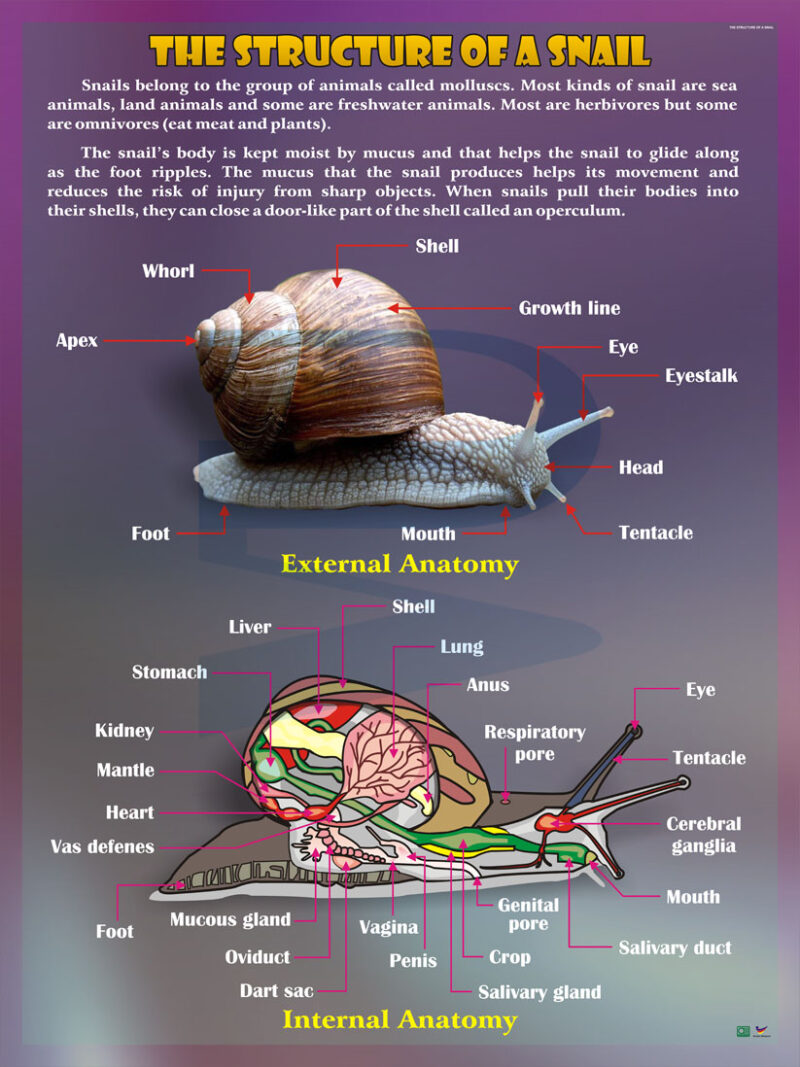 The Structure Of A Snail - Progressive Scientific Sdn. Bhd.